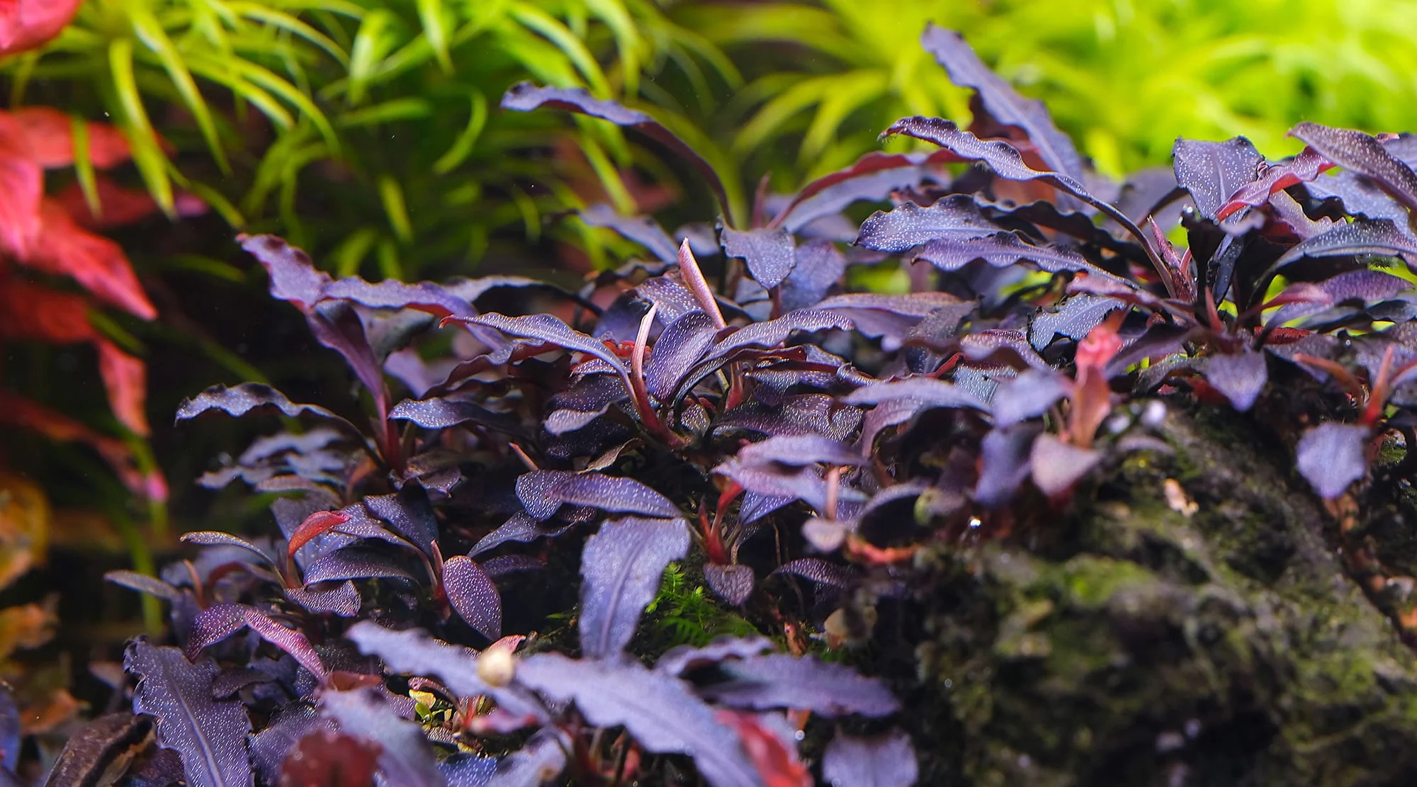 CÁCH TRỒNG VÀ CHĂM SÓC BUCEPHALANDRA